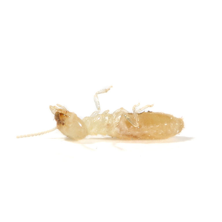 10 Things You Didn't Know About Termites | Ledford's Pest Control